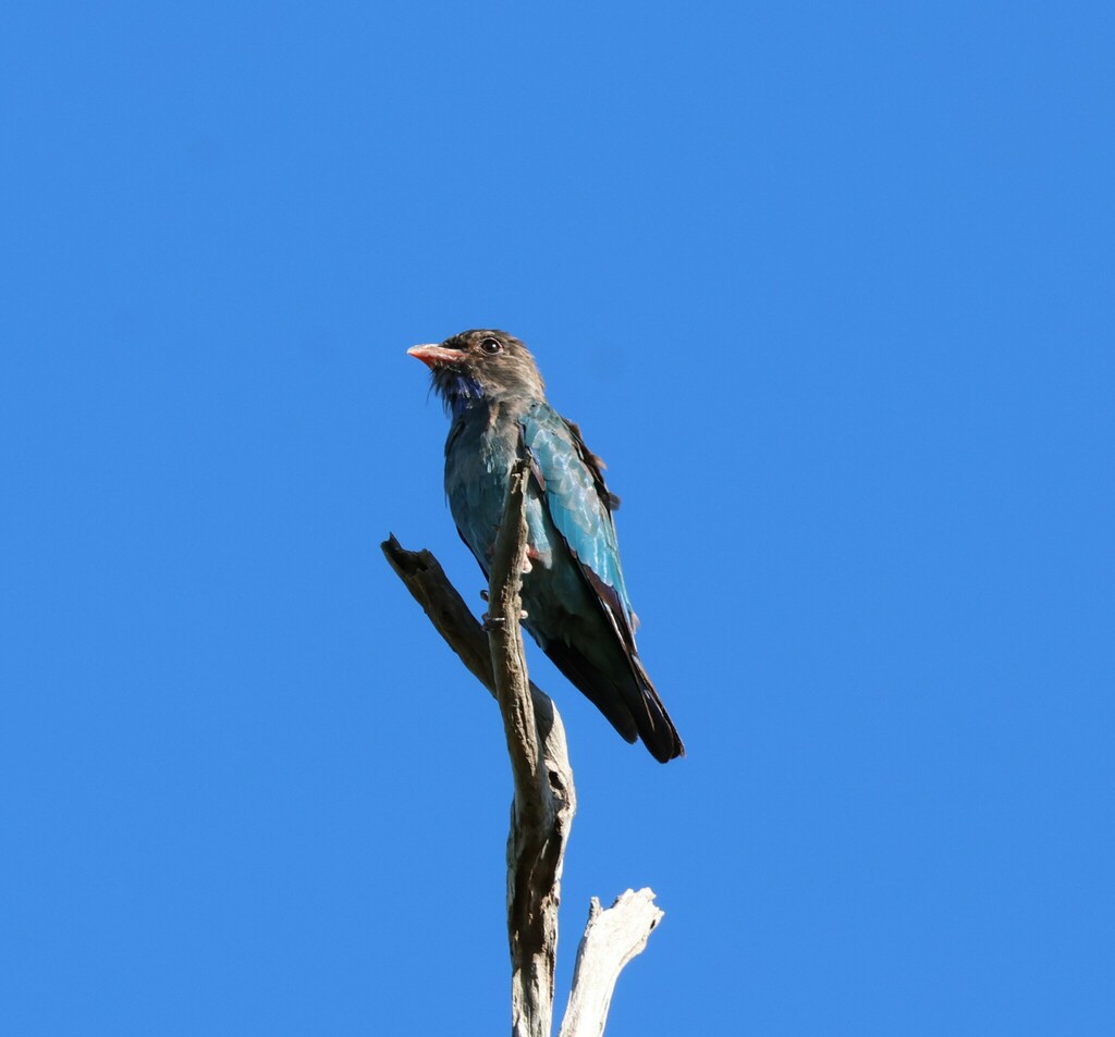 Dollarbird in February 2025 by Greg Tasney. Peak Crossing, Scenic Rim ...