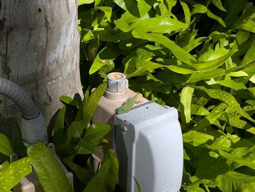 Gold Dust Day Gecko from Waikiki, Honolulu, HI 96815, USA on February 8 ...
