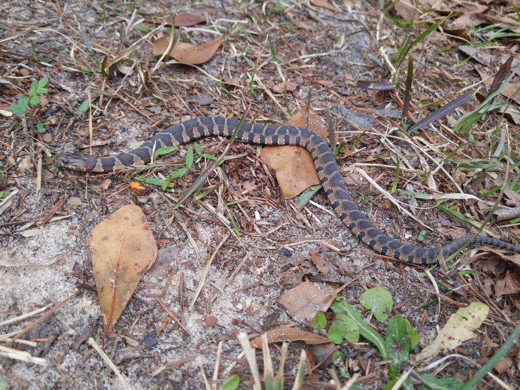 Common Watersnake in February 2025 by Jonathan Hakim · iNaturalist