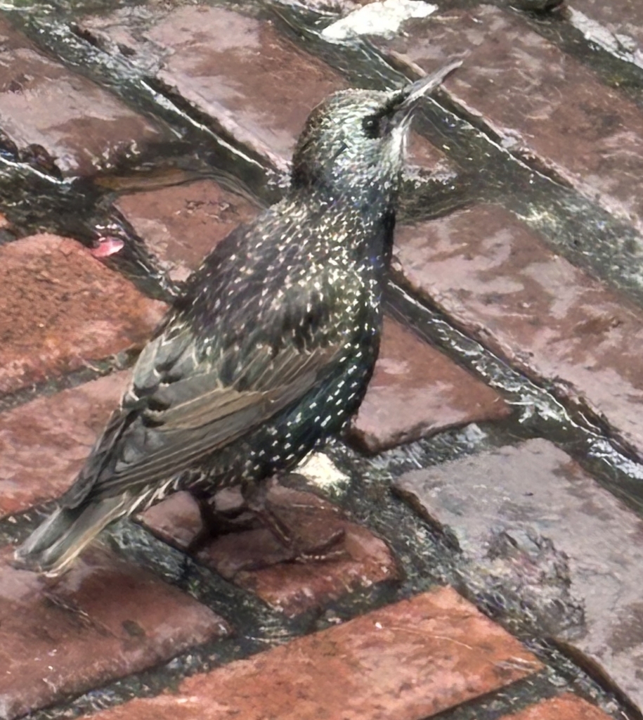 European Starling from Riverfront, Wilmington, NC 28401, USA on ...