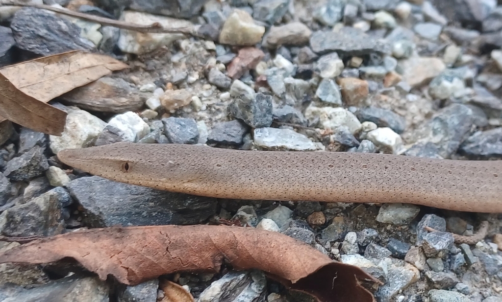 Burton's Snake-lizard from Enoggera Reservoir QLD 4520, Australia on ...