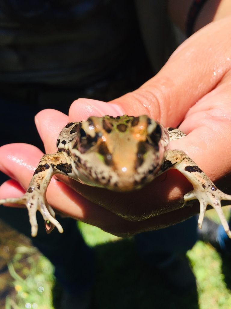 American Water Frogs from 36963, Cuerámaro, GTO, MX on May 7, 2019 at ...