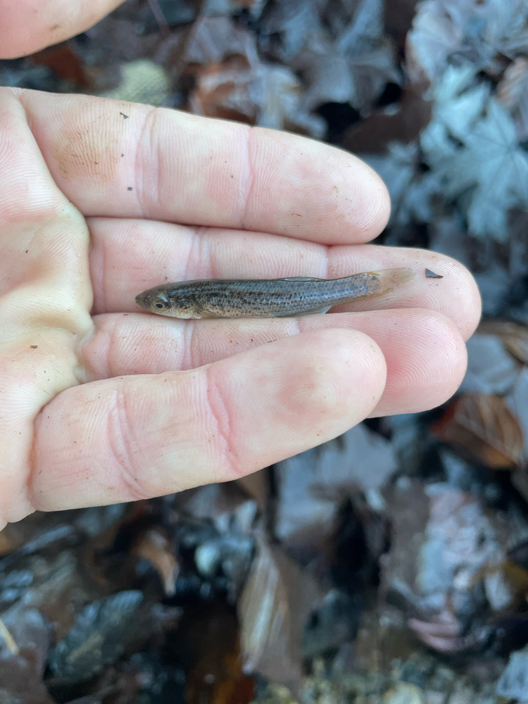 Disjunct Studfish from I-75 N, Livingston, KY, US on November 18, 2023 ...
