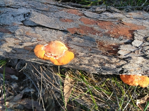 Southern Cinnabar Polypore from Somersby NSW 2250, Australia on July 28 ...