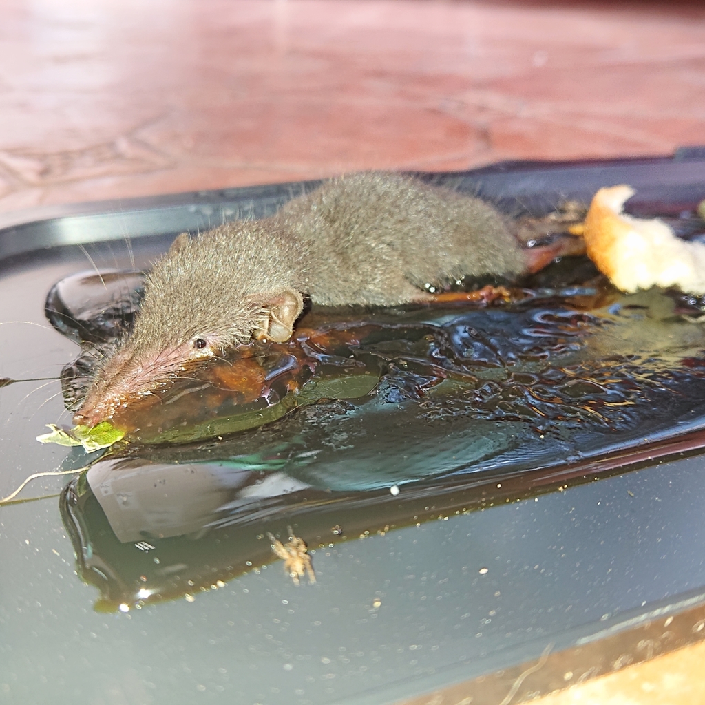 Asian House Shrew in August 2019 by Sutthikhun Phaengphongsai · iNaturalist