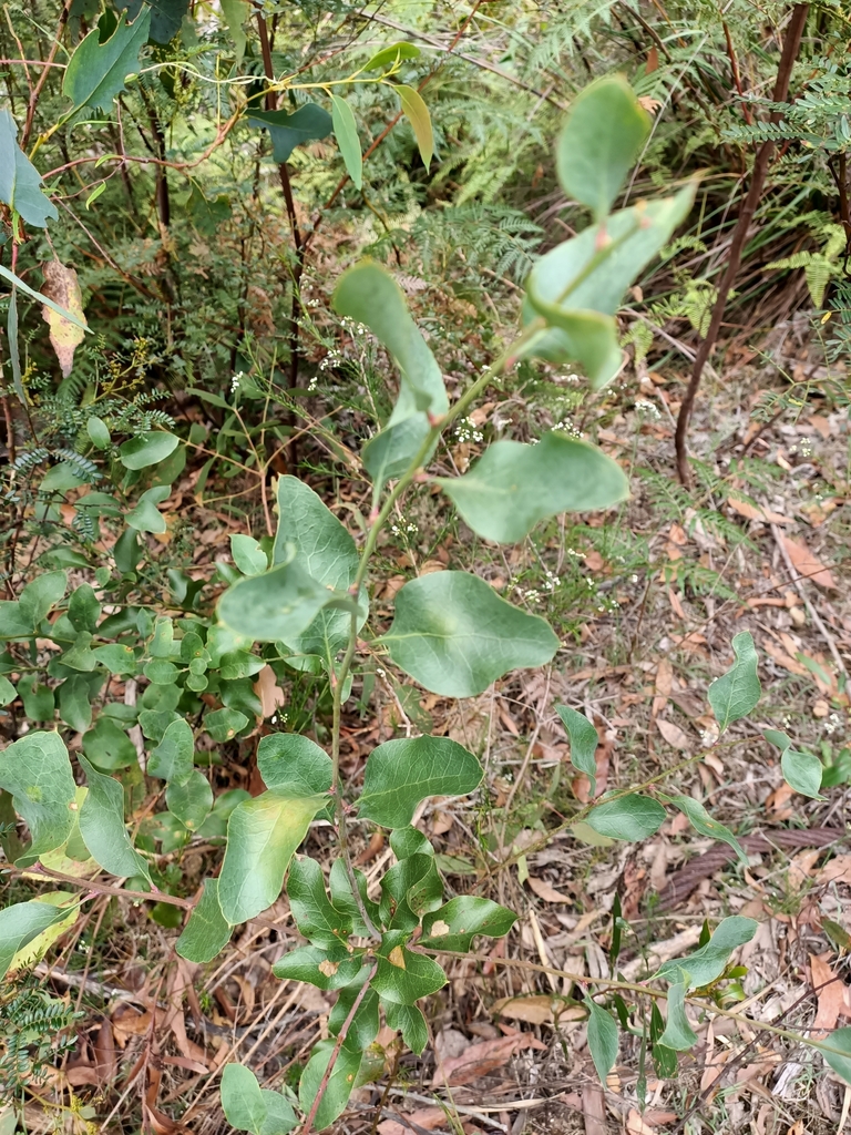 hop bitter-pea from Lithgow, AU-NS, AU on February 9, 2025 at 12:55 PM ...