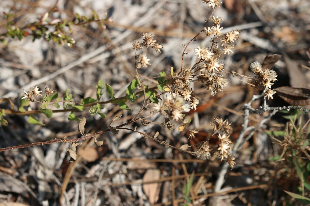 Dixie aster from Highlands County, FL, USA on February 8, 2025 at 01:44 ...