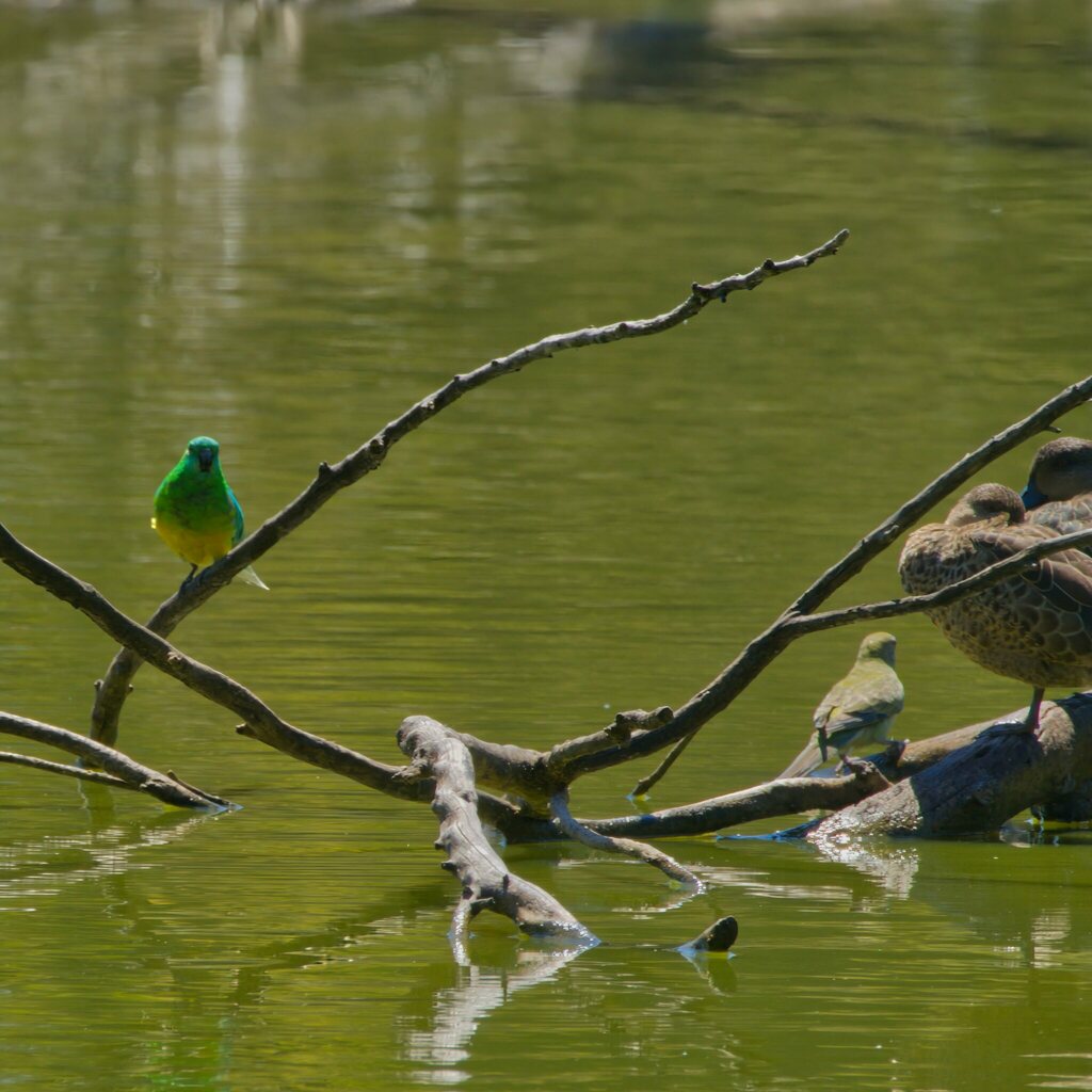 Red-rumped Parrot from Melbourne VIC, Australia on January 31, 2025 at ...