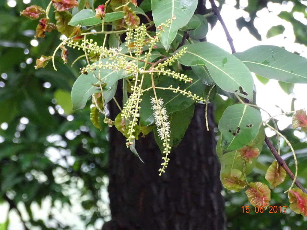 Indian Laurel (Terminalia elliptica) - Botanical Realm
