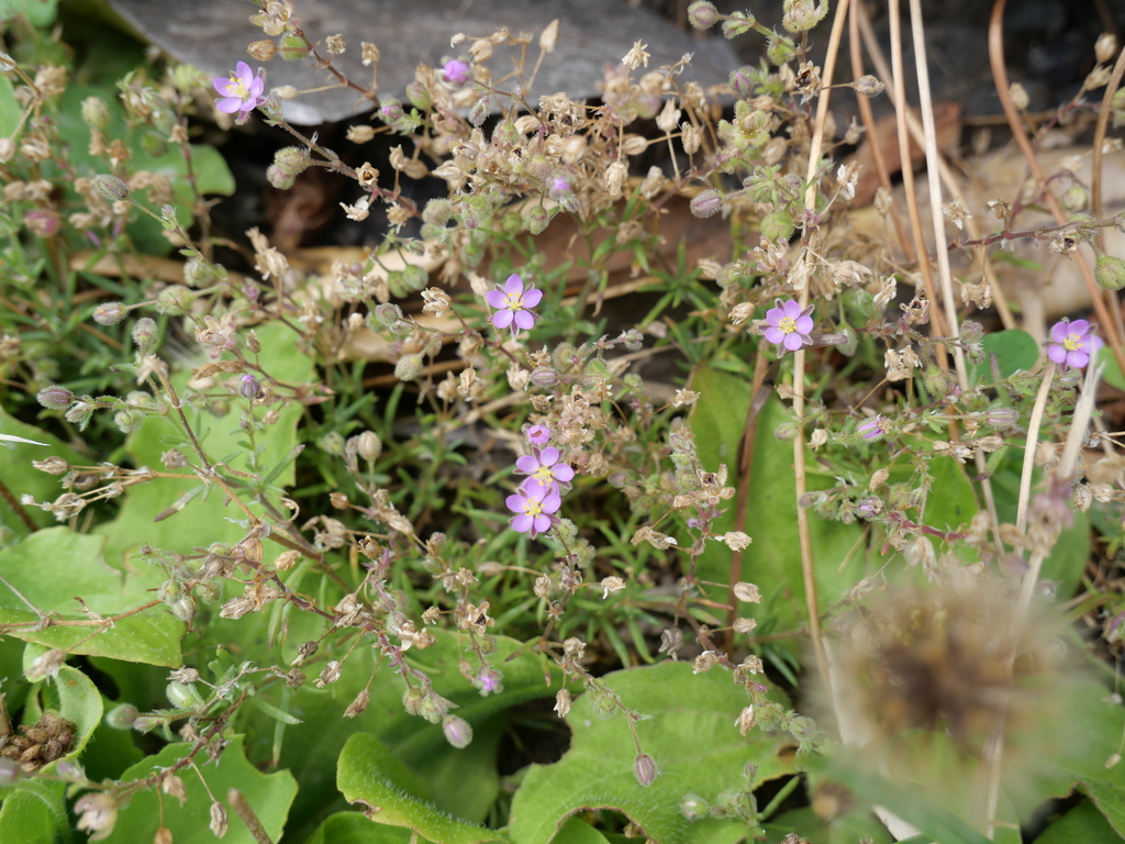 Red Sand Spurrey from Great Barrier Island / Aotea 0991, New Zealand on ...