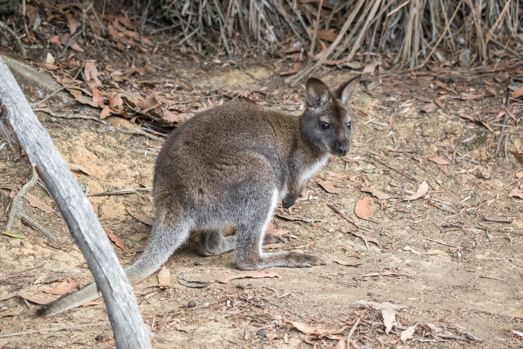 Bennett's Wallaby from South Bruny TAS 7150, Australia on April 17 ...