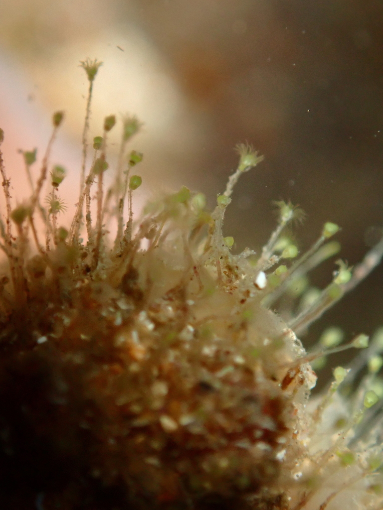 Hydrozoans from Central Coast NSW, Australia on January 12, 2025 at 03: ...