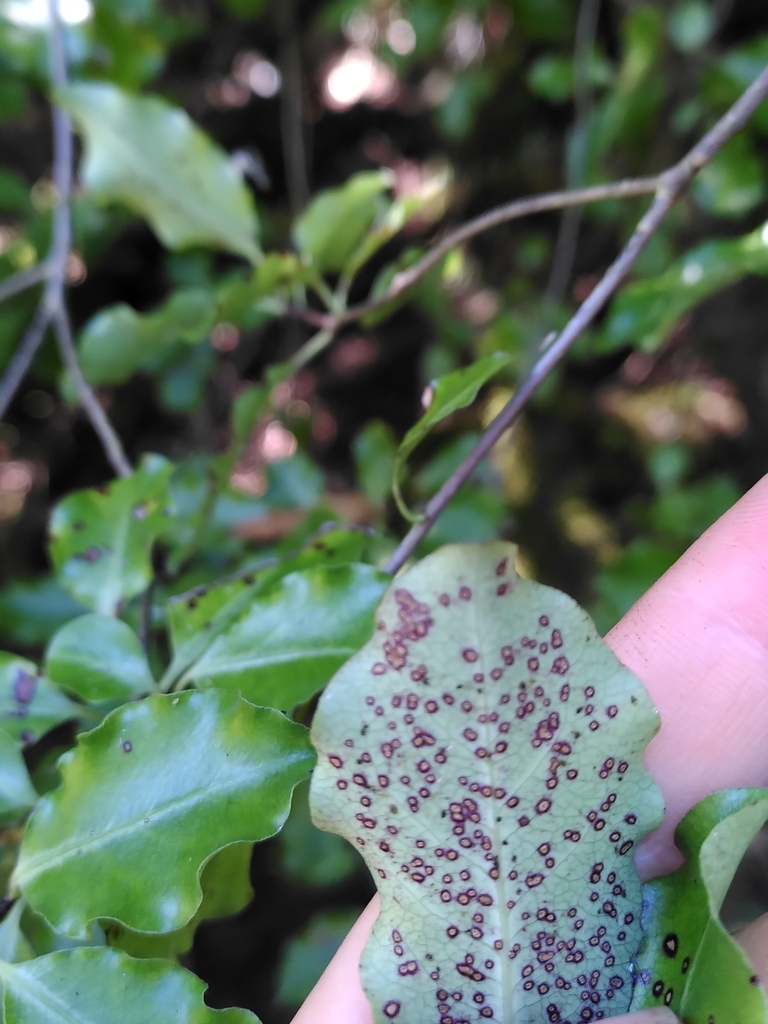 life from Timaru, NZ-CA, NZ on February 8, 2025 at 01:53 PM by wychelm ...