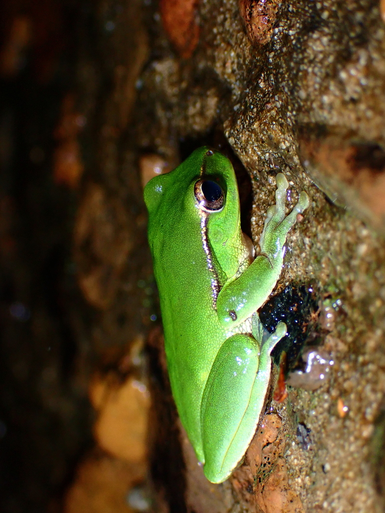 Leaf-green Stream Frog in January 2025 by Emily Sonter · iNaturalist