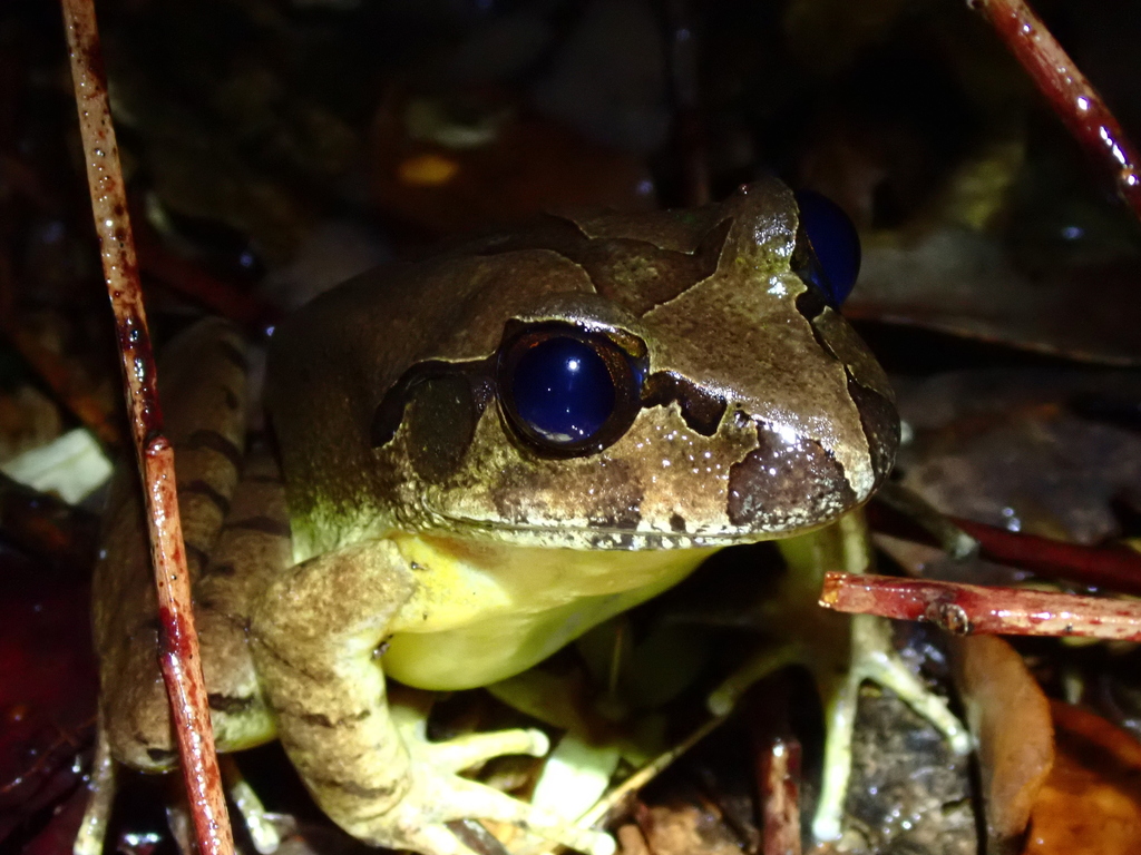 Southern Stuttering Barred Frog in January 2025 by Emily Sonter ...