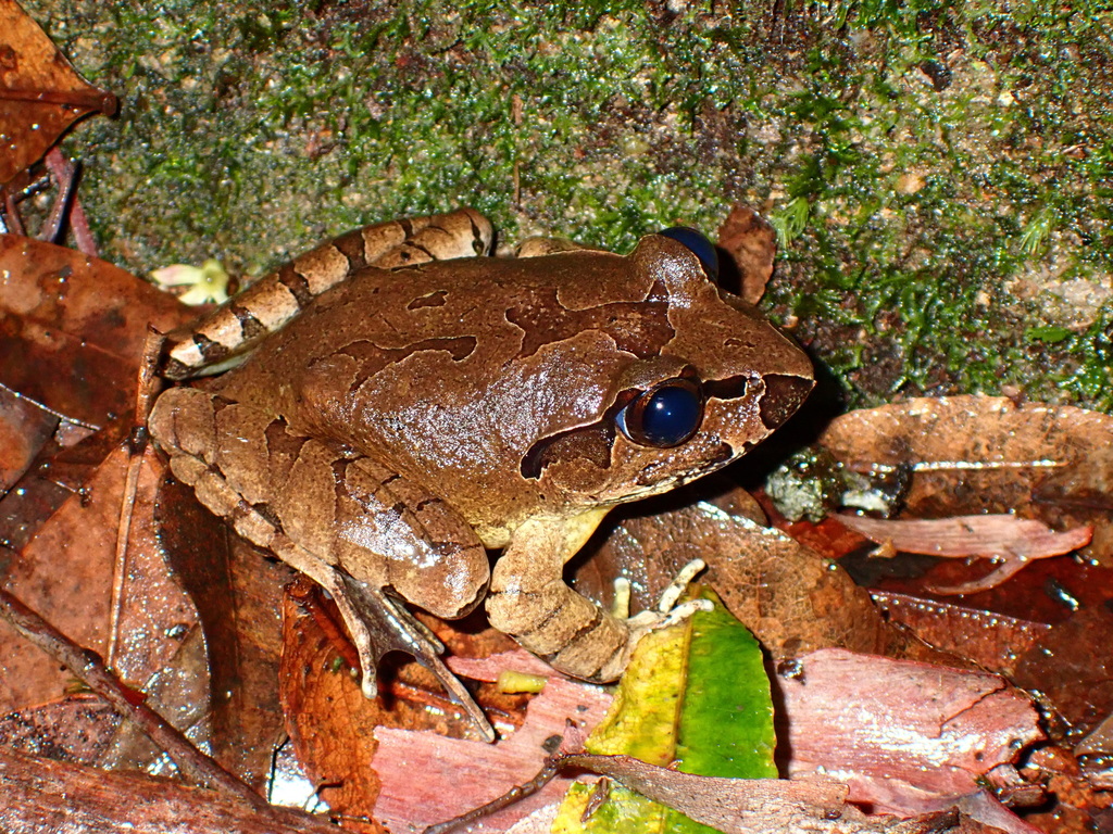Southern Stuttering Barred Frog in January 2025 by Emily Sonter ...
