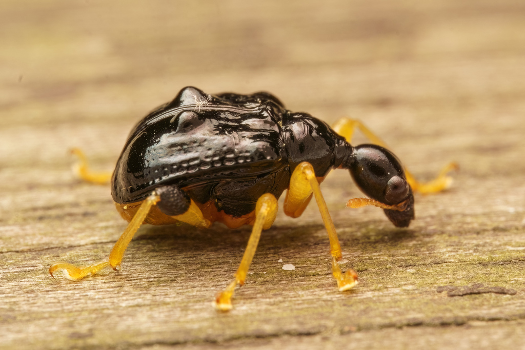 Phymatapoderus latipennis from 中国浙江省杭州市余杭区 on May 20, 2023 at 12:45 PM ...
