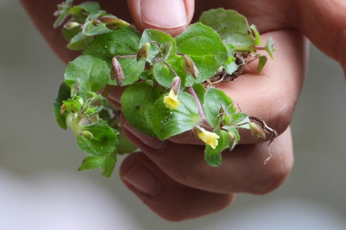 (Erythranthe visibilis)