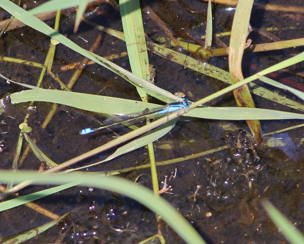 Australian Bluetail from Fogg Dam, Middle Point NT 0822, Australia on ...