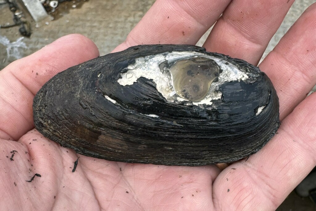 Gulf Spike from Conecuh River, just upstream of Pollard boat ramp ...