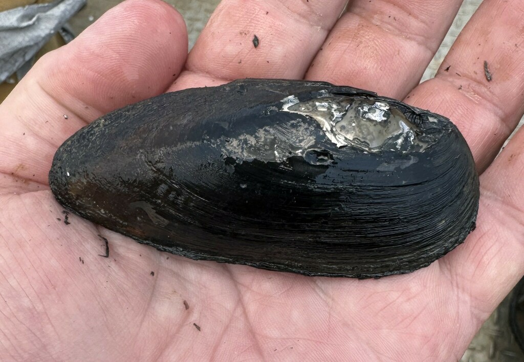Gulf Spike from Conecuh River, just upstream of Pollard boat ramp ...