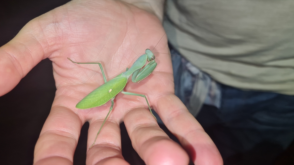 Common Green Mantis from 5M86+R8, Hartbeespoort, South Africa on ...