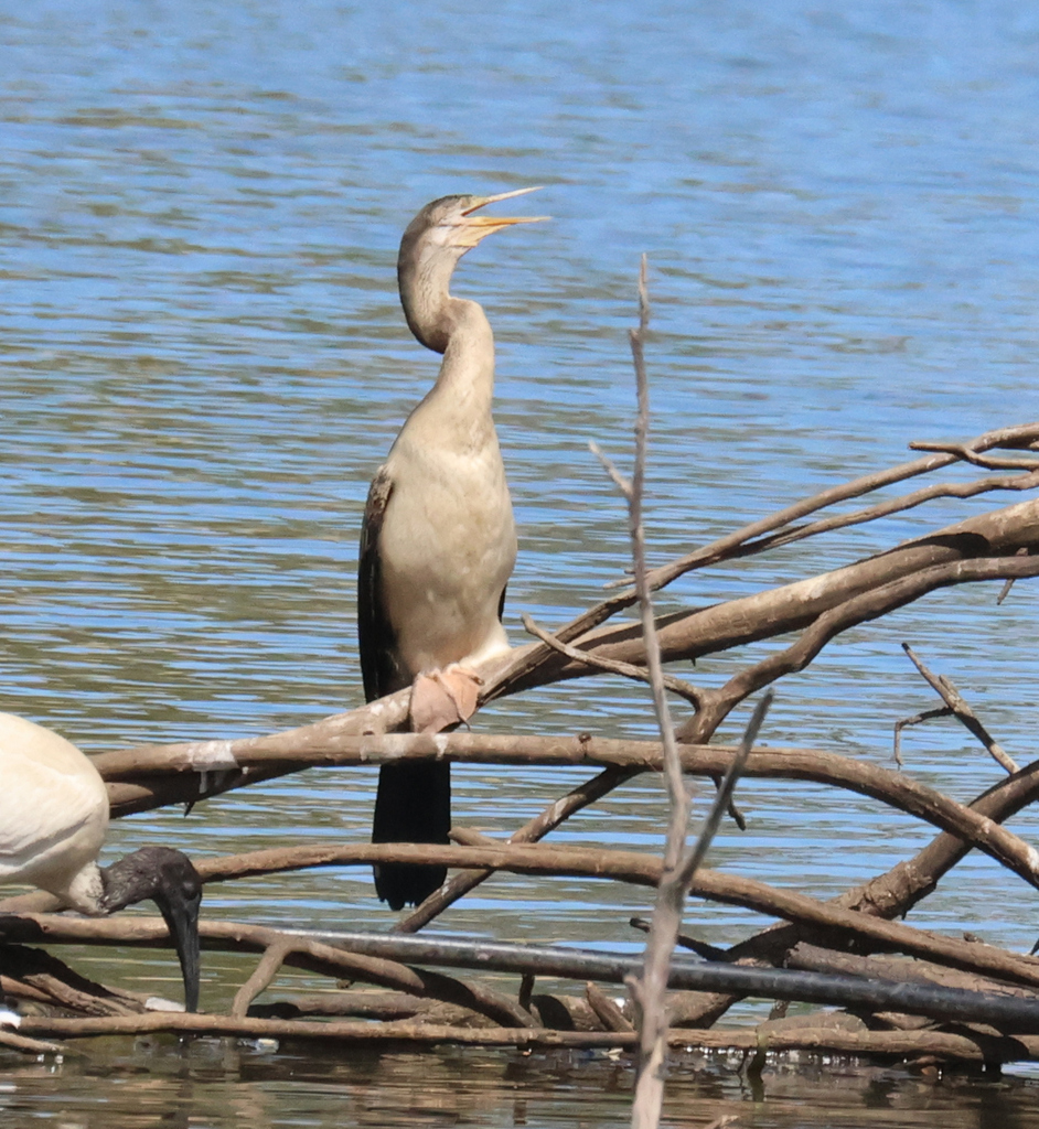 Australasian Darter from Lake Apex, Gatton QLD 4343, Australia on ...