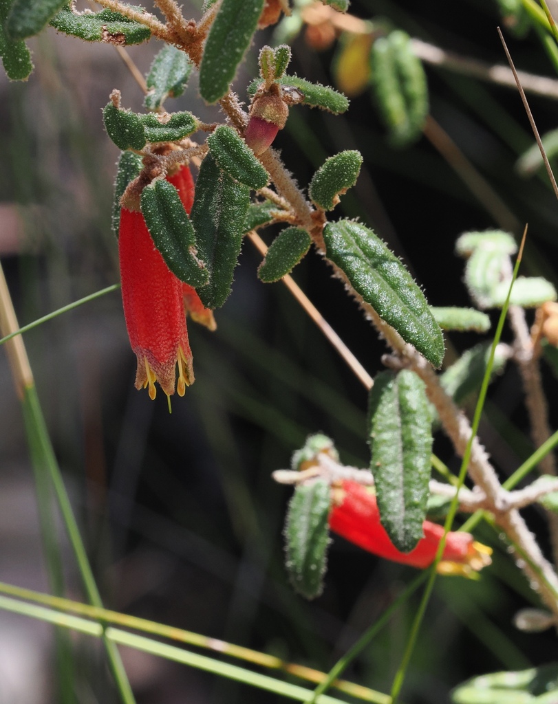Common Correa from chimney pots VIC 3314, Australia on January 22, 2025 ...
