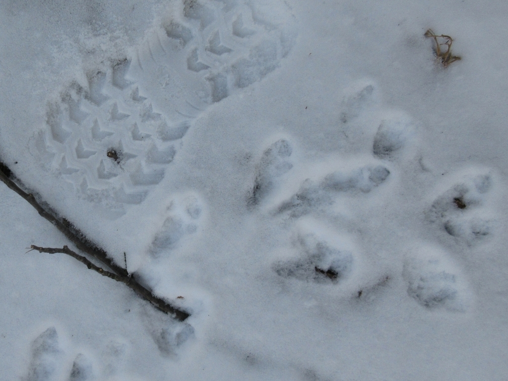 Eurasian Red Squirrel from 대한민국 충청남도 천안시 동남구 on February 9, 2025 by ...
