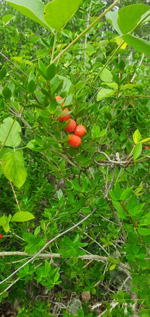 Chain Fruit from Almoola, Springlands QLD 4804, Australia on February 9 ...