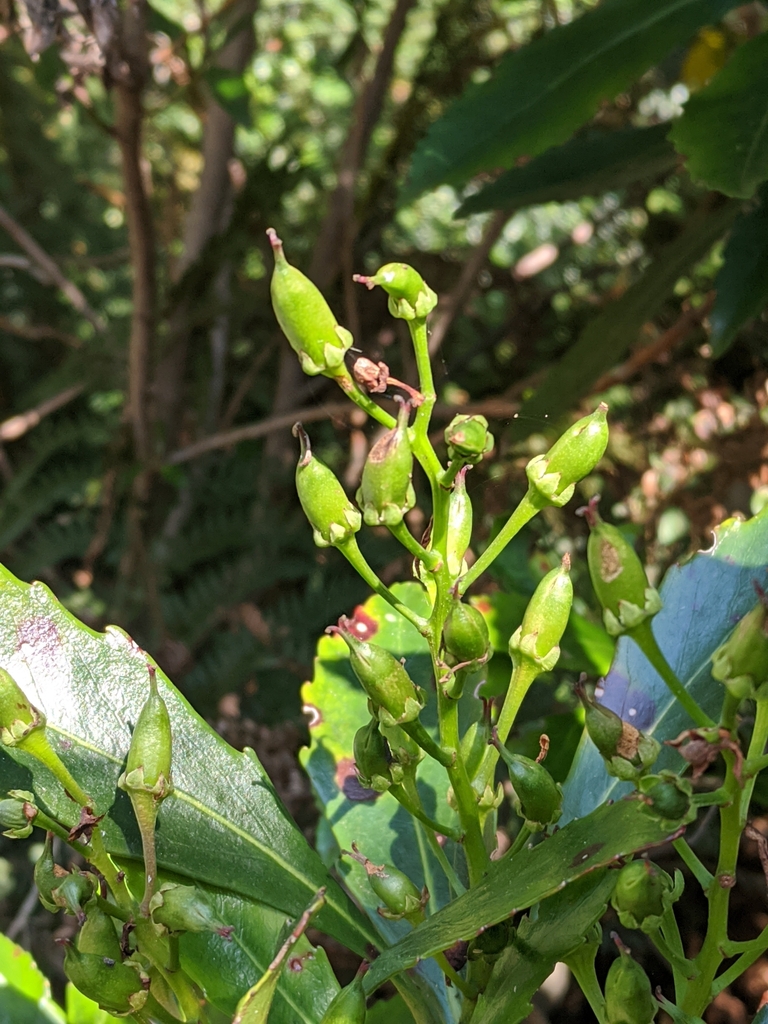 Tasmanian laurel from Loongana TAS 7315, Australia on February 9, 2025 ...