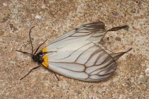 White-tailed zygaenid moth (Elcysma westwoodii) · iNaturalist