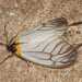 White-tailed zygaenid moth (Elcysma westwoodii) · iNaturalist