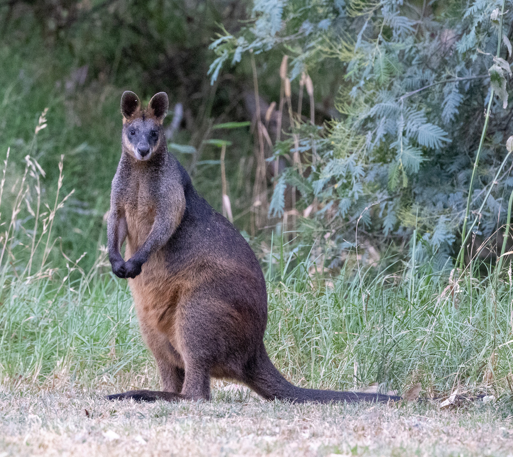 Swamp Wallaby from Lions Park, Seymour, VIC, AU on February 8, 2025 at ...