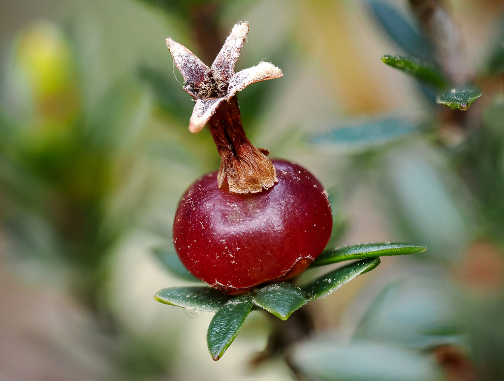 carpet heath (Pentachondra pumila) - Botanical Realm
