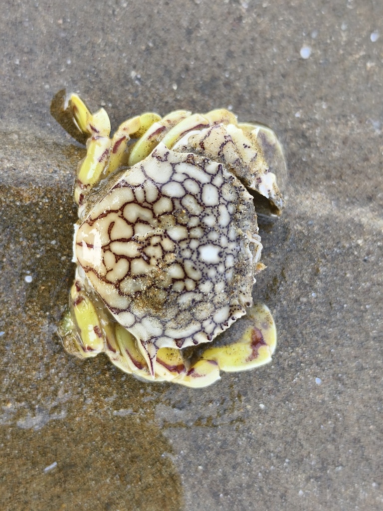 Flower Moon Crab from 中国山东省青岛市即墨区 on December 1, 2024 at 11:35 AM by ...
