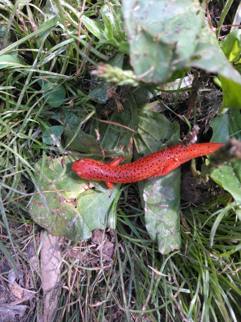 Red Salamander from Black Mountain, NC 28711, USA on August 1, 2019 at ...