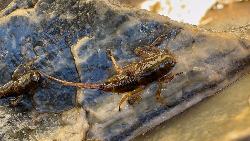 Cincticostella from Fangshan District, Beijing, China on February 09 ...