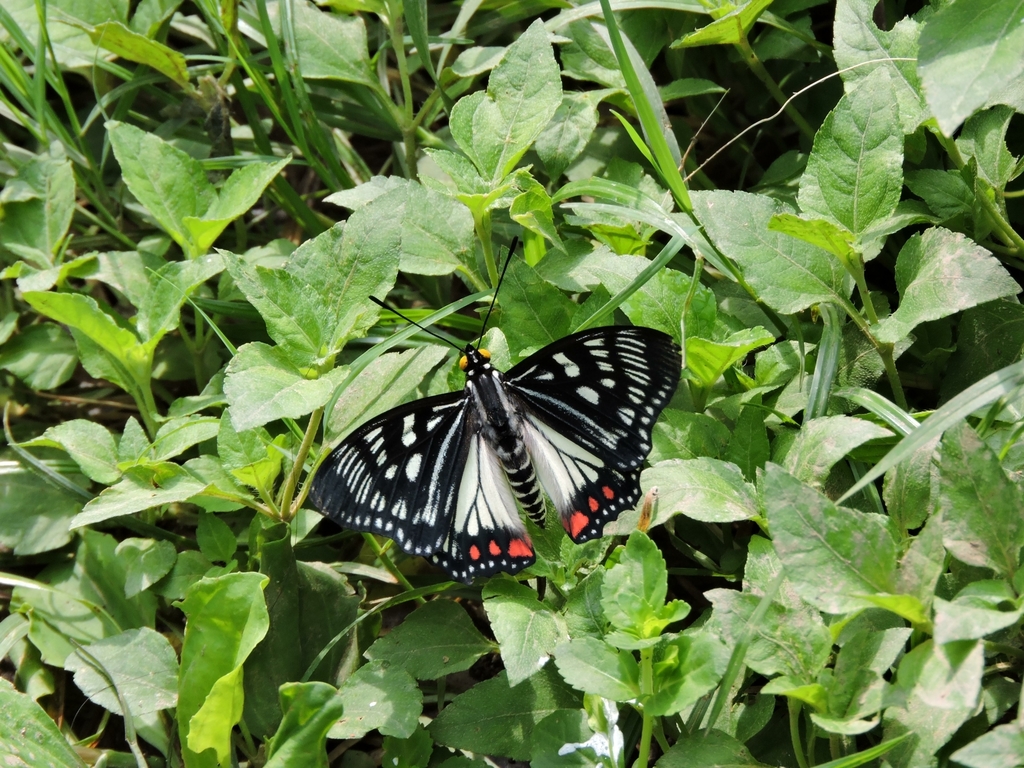 Euripus from Wildlife Institute of India on July 20, 2019 at 09:48 AM ...