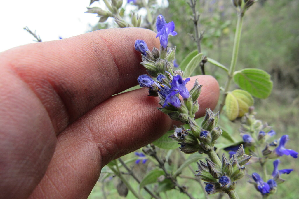 Bogotan Paramosage from San Antonio Del Tequendama, Cundinamarca ...