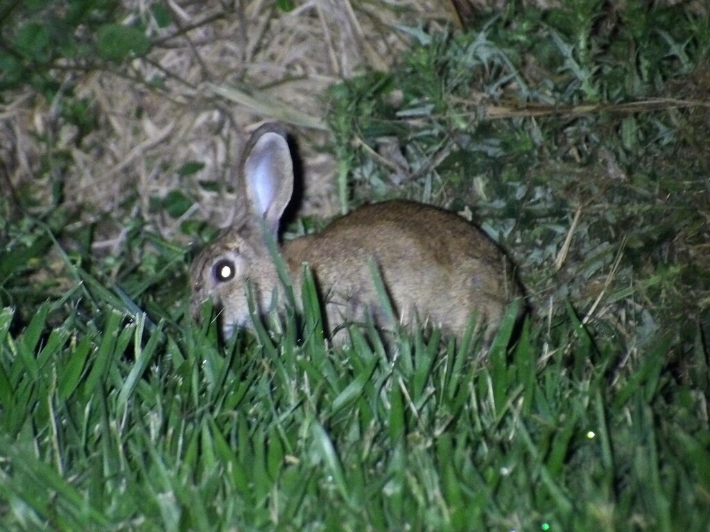 Wild European rabbit from Gunalda QLD 4570, Australia on February 9 ...