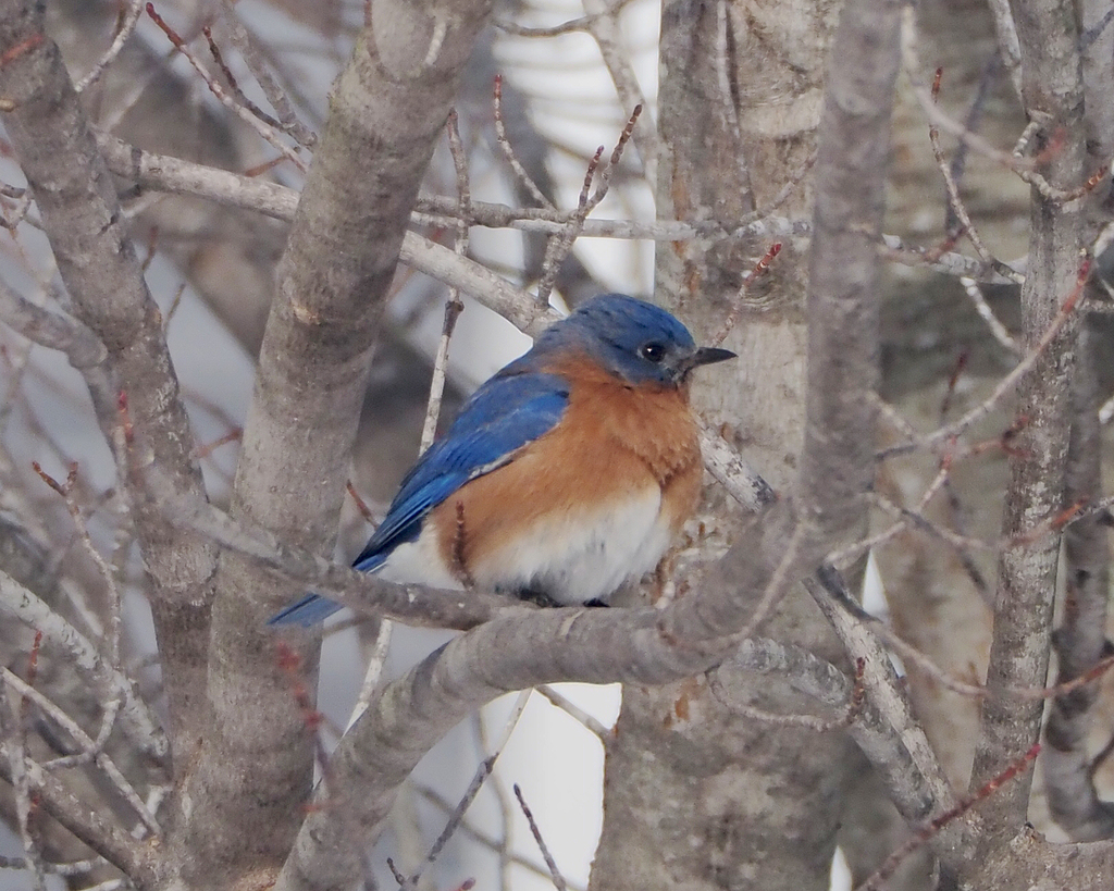 Eastern Bluebird from Salem, NH 03079, USA on February 08, 2025 at 12: ...