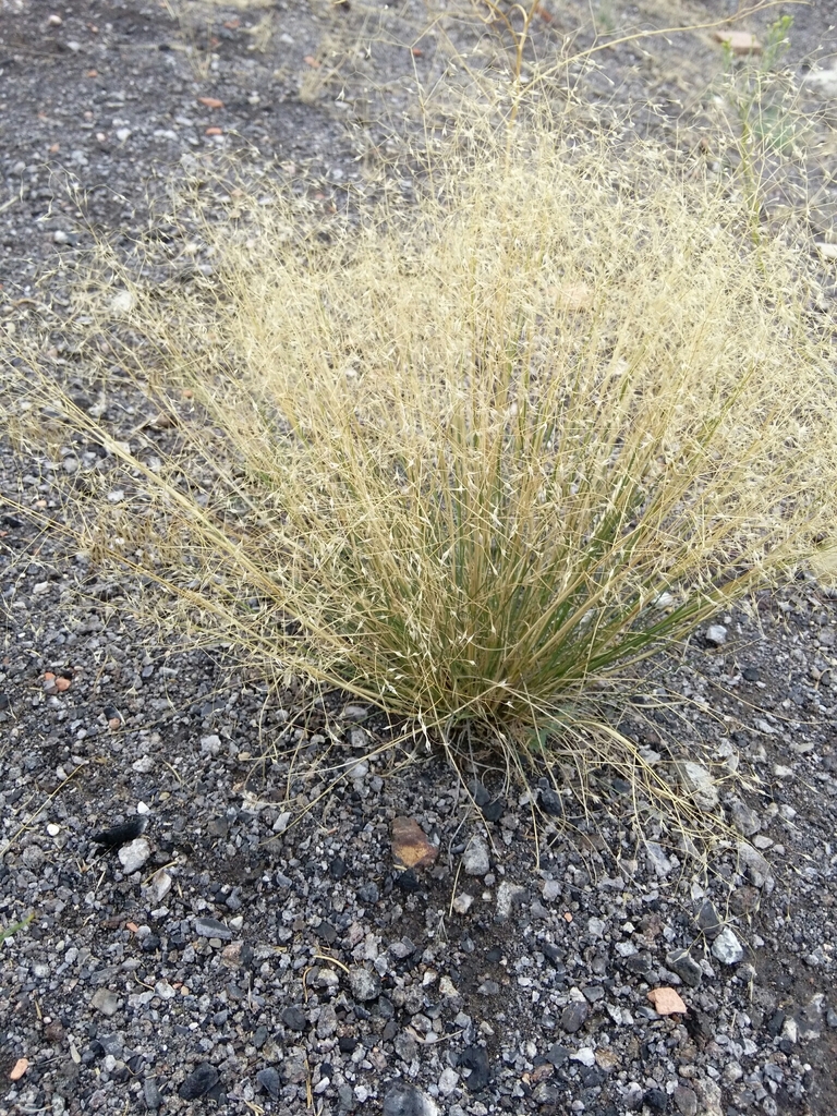 Indian ricegrass (Plants of Lone Mesa State Park) · iNaturalist