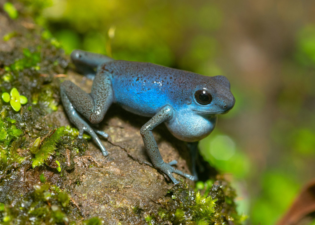 Strawberry Poison Dart Frog from Cauchero, Panama on March 26, 2019 at ...