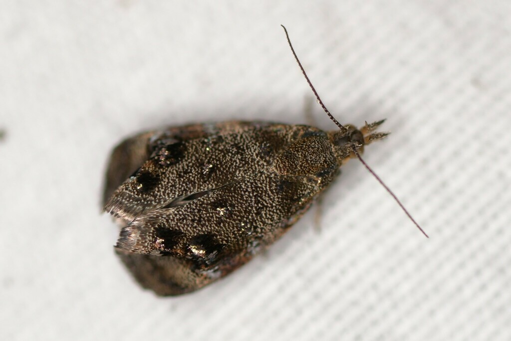 Everlasting Tebenna Moth from East Baton Rouge, Louisiana, United ...