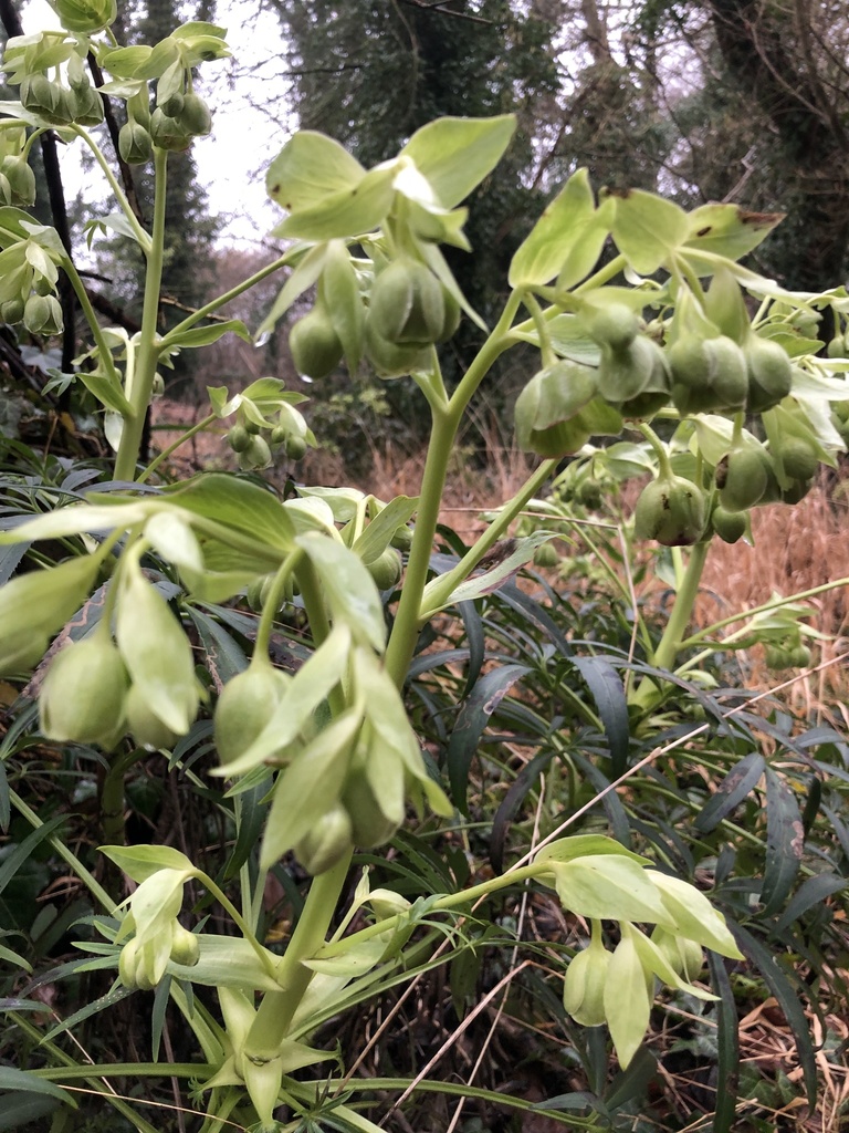 Stinking hellebore from North Wessex Downs National Landscape, Wantage ...