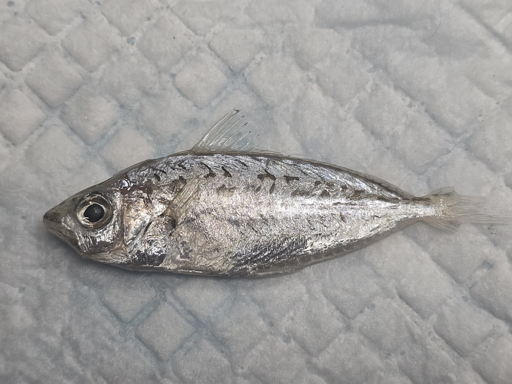 Photolateralis stercorarius from Hainan, CN on February 9, 2025 at 11: ...