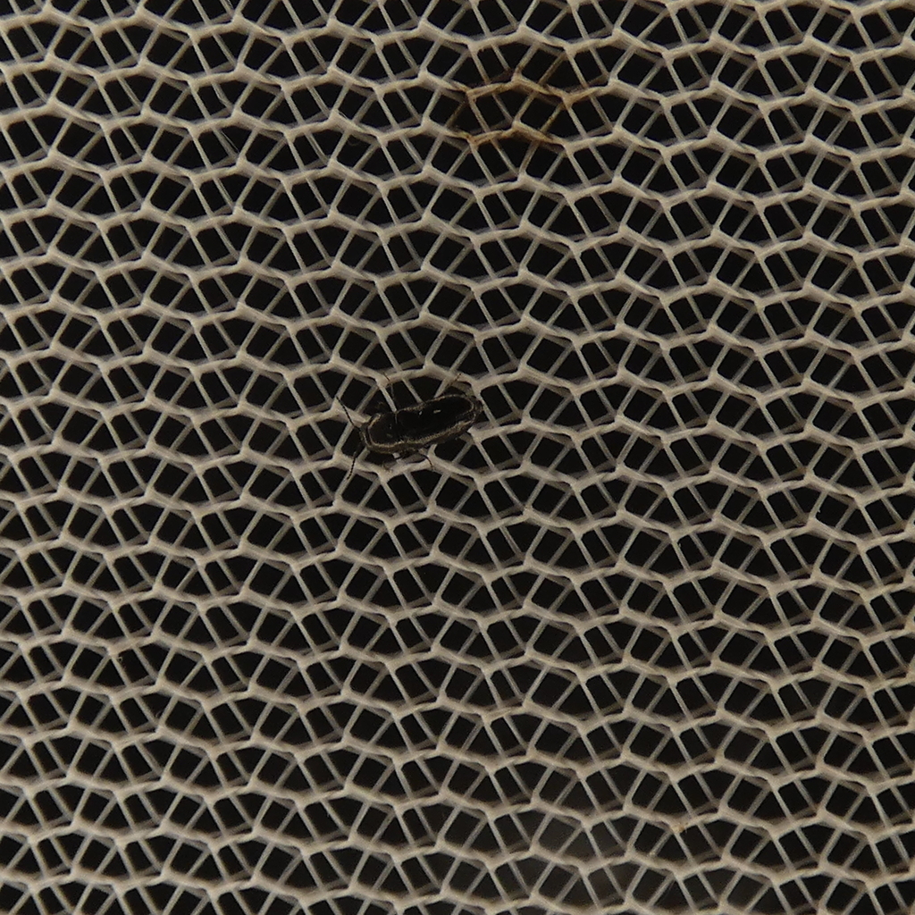 Mastogenius crenulatus from Hilltop moth sheet on February 08, 2025 at ...