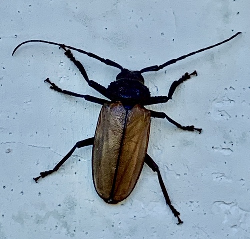 Agrianome colffsi · iNaturalist