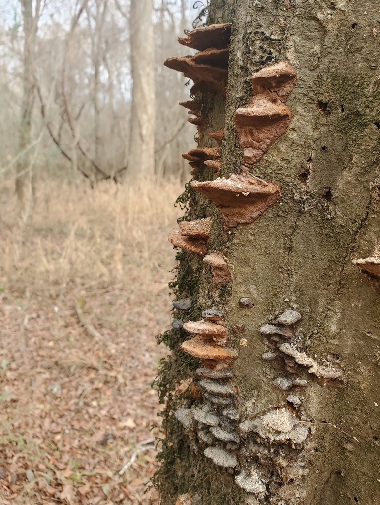 Mustard Yellow Polypore from Greenville, NC, USA on February 09, 2025 ...